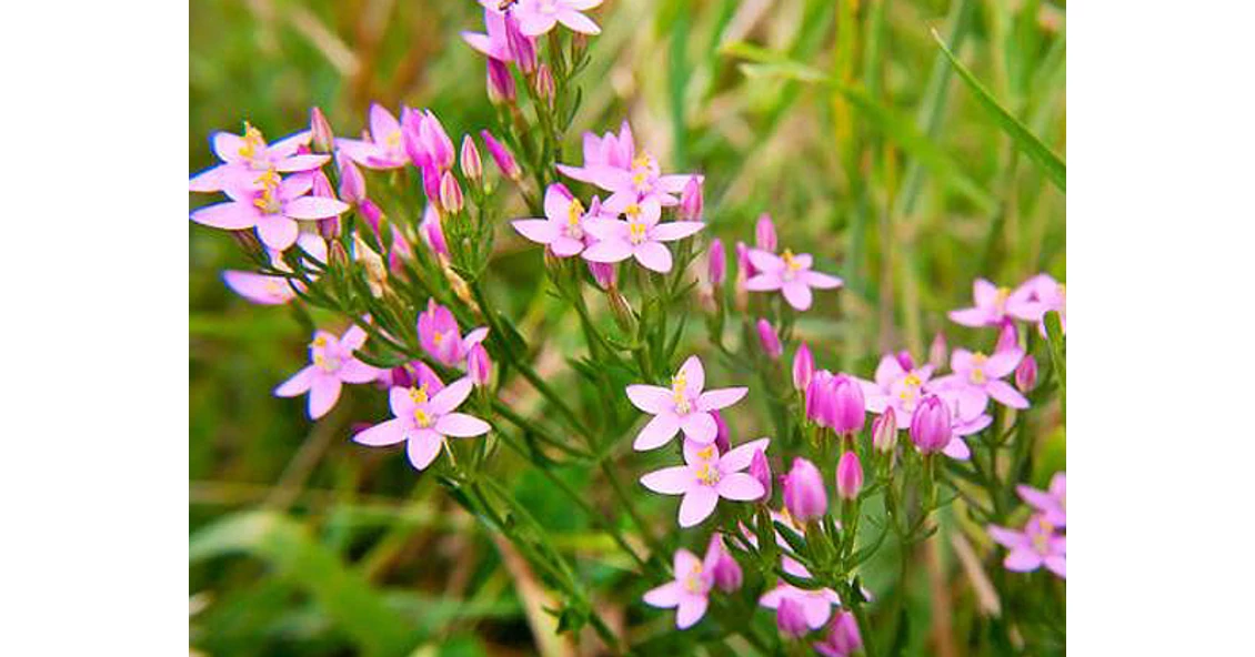 KIS EZERJÓFŰ Centaurium erythraea - EzerJóFű Gyógynövény Kft.