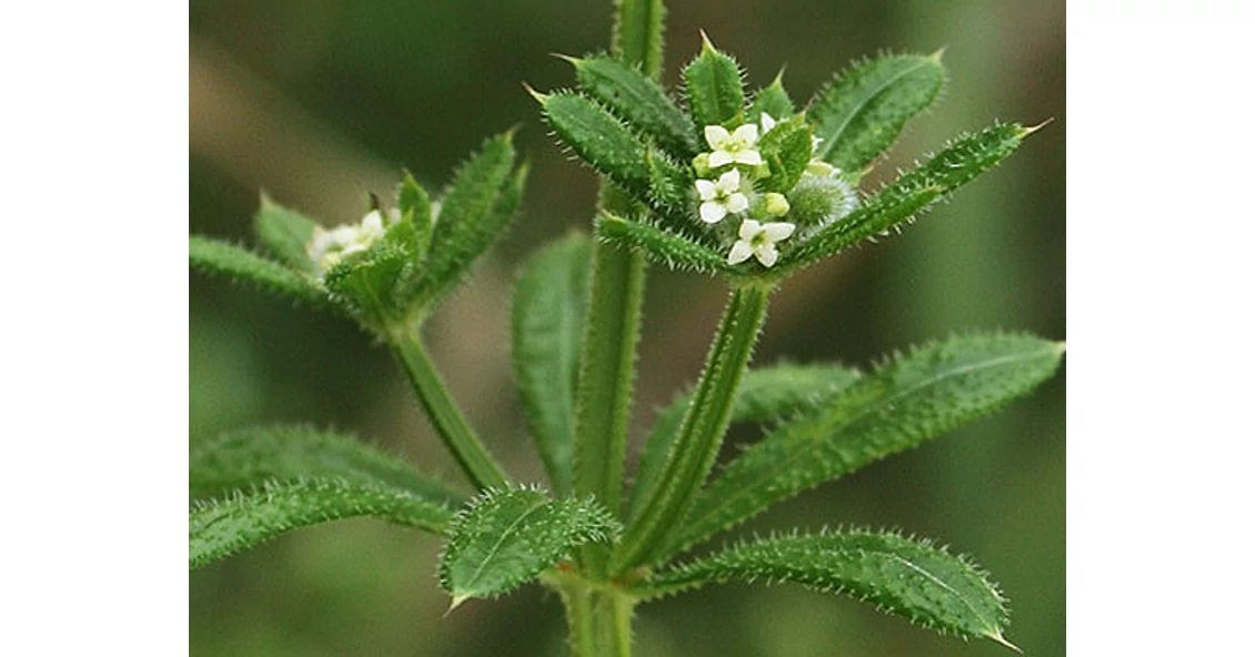GALAJ - Galium - EzerJóFű Gyógynövény Kft