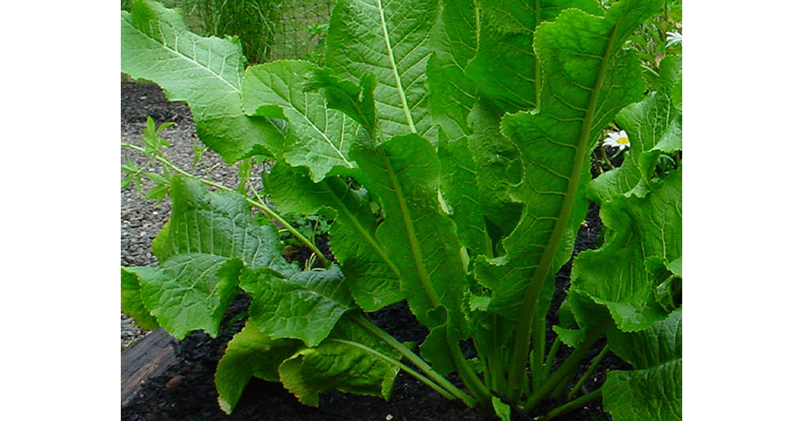 TORMA - Armoracia lapathifolia - EzerJóFű Gyógynövény Kft.