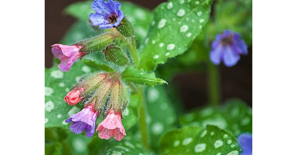 TÜDŐFŰ - Pulmonaria officinalis - EzerJóFű Gyógynövény Kft